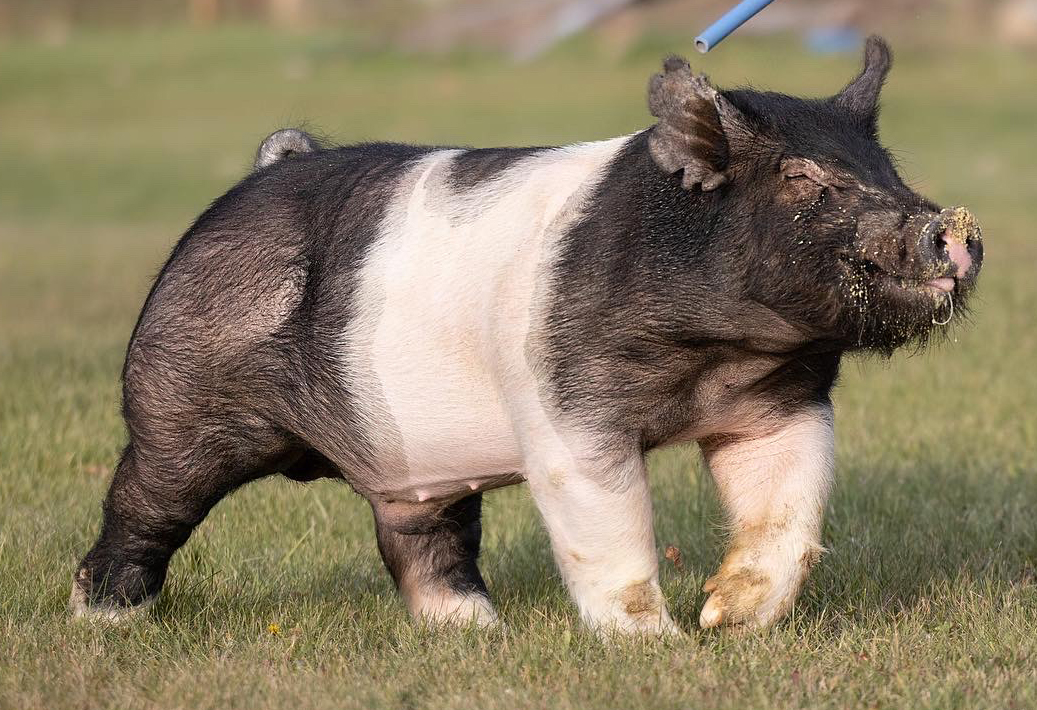 The Collection :: Boar Stud