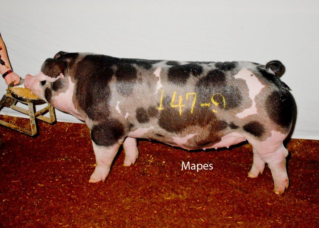 Triggs Show Pigs